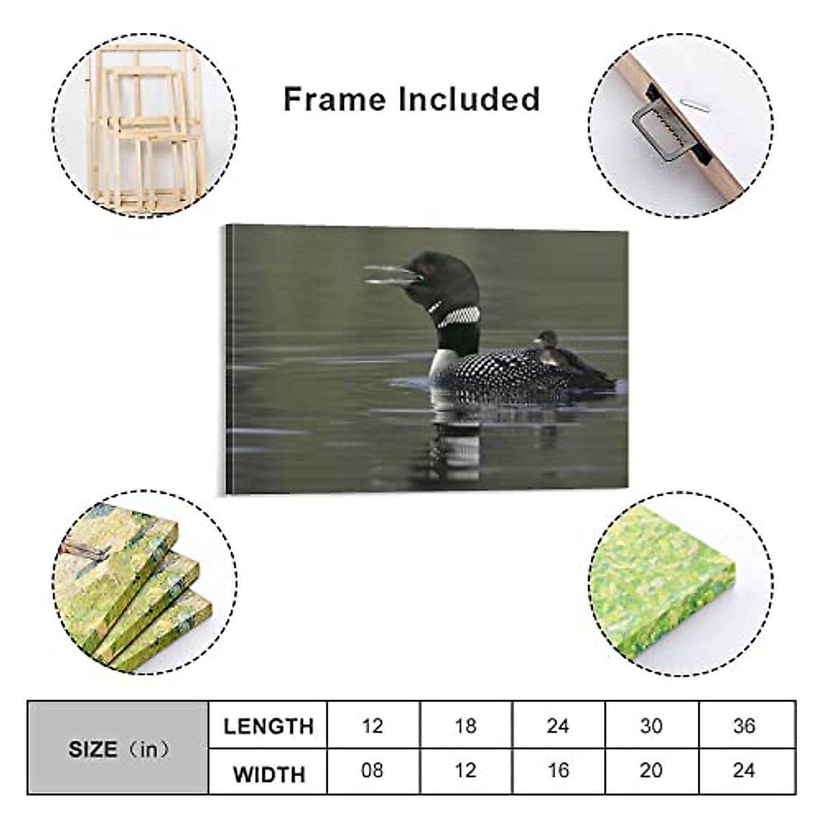 Common Loon with Chick on Water Back Call Picture Poster Wall Decoration Poster in Kamloops, British Canvas Painting Posters And Prints Wall Art Pictures for Living Room Bedroom Decor 24x36inch(60x90