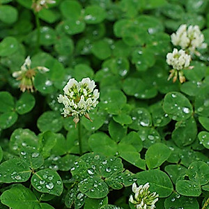 White Clover Seeds, Nitro-Coated and Inoculated, 1 Pound by Seeds2Go