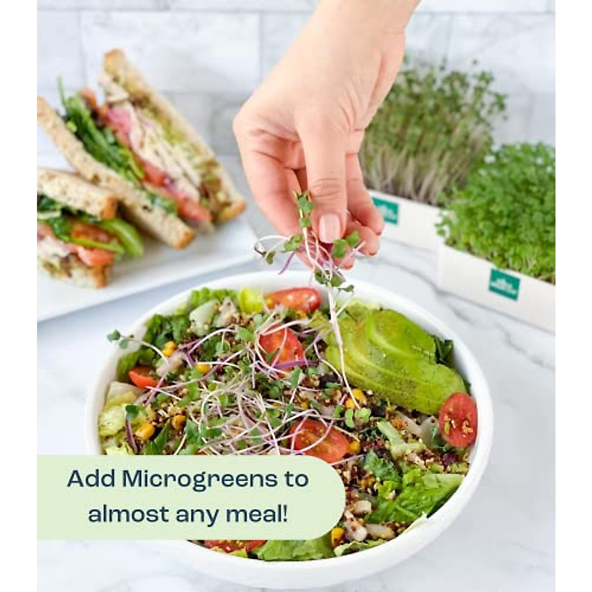 Urban Leaf Microgreens Growing Kit - Radish (Raphanus sativa), Kale (Brassica napus var pabularia), Rainbow Mix, Mustard (Brassica juncea), Spicy Mix and Broccoli Microgreens Seeds (Brassica oleracea)