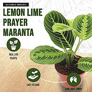 California Tropicals Lemon Lime Prayer Plant - Maranta - Rare Variety Live House Plant - Tropical Decor - Unique Real Plants Interior Garden Outdoors Supplies - Small Pot - 4 Inch Potting Decor