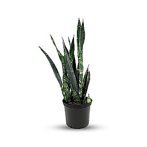 AMERICAN PLANT EXCHANGE Sansevieria Trifasciata Black Coral Live Plant, 3 Gallon, Indoor/Outdoor Air Purifier