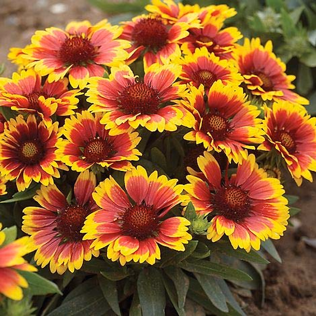 "Blanketflower" Common Gaillardia Indian Perennial Flower Seeds, 500+ Premium Heirloom Seed, (Gaillardia Aristata), 95% Germination, (Isla's Garden Seeds), Non GMO Seeds, Great Flower Garden Gift