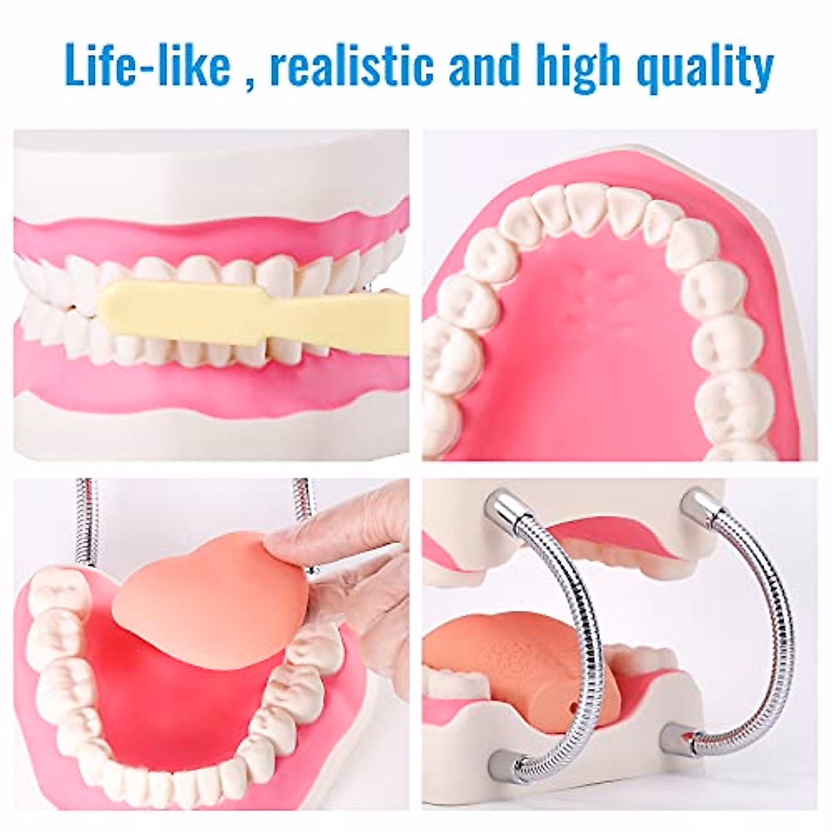 Annhua Large Anatonmical Teeth Model 6 Times Dental Hygiene Teeth Models, Dentist Teaching Oral Care Model with Detachable Tongue and Denture Toothbrush