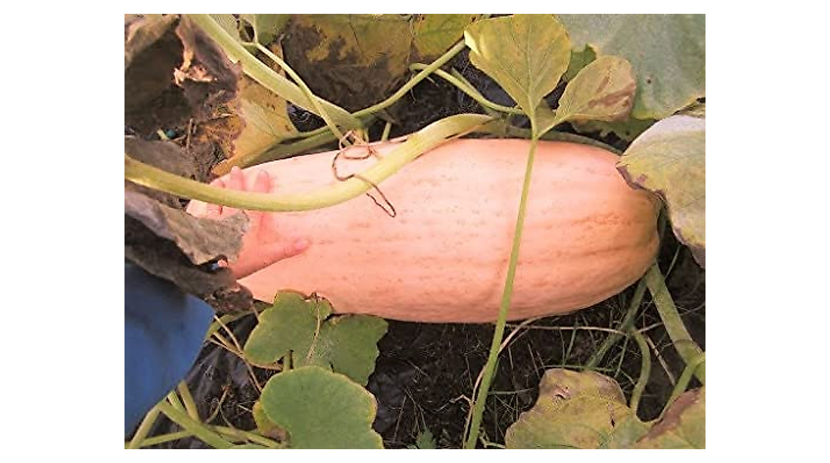 Buy Jumbo Pink Banana Squash Seeds - 40+ Count Pack