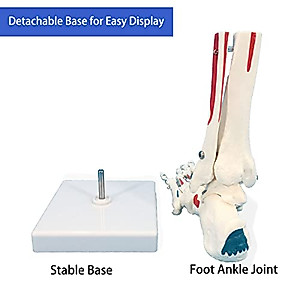 Veipho Foot Models, Foot Model Anatomy, Foot and Ankle Model Anatomy with Stand, Life Size Colored Foot Anatomy Model, Foot Skeleton Model for Study