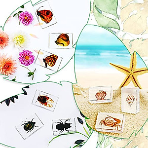 30 Pcs Insect in Resin Specimen Bugs Collection Paperweights Real Bugs in Resin Various Insect Specimen Bug Preserved in Resin Bugs Collection for Kids Scientific Educational Supplies Bugs Display