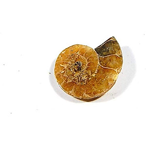 Phoenix888 XUETZALCOATL Shridara Sudarshan Shaligram 1.5cm - 2.5cm from Kali Gandaki 1 pcs