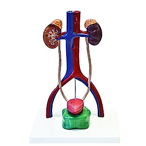 Vision Scientific VAU429 Urinary System | 4 Parts, Larger-Than-Life Size | Dissected Structure of Kidney | Internal Structure of Bladder, Origins of Renal Artery & Vein with Key Card