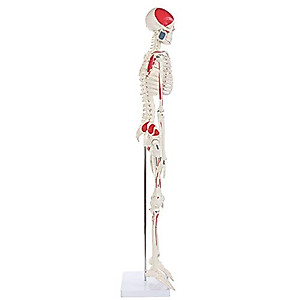 Anatomy Lab Half Life Size Painted and Numbered Human Skeleton Model, 35" Anatomical Replica with Muscle Insertion and Origin Points, Removable Skull Cap & Jaw, Durable Stand for Display and Study