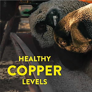 Redmond All Natural Sheep Mineral Supplement - Essential Trace Minerals for Overall Health and Growth Support - 5 lbs