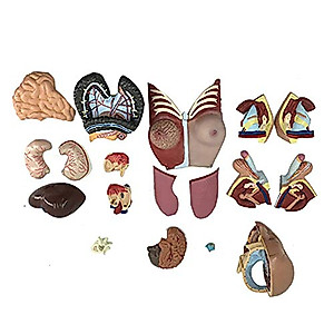 55cm Human Torso Body Model Anatomy Assembly Anatomical Internal Organs Models Teaching Education Resources,19pcs Assembled Model