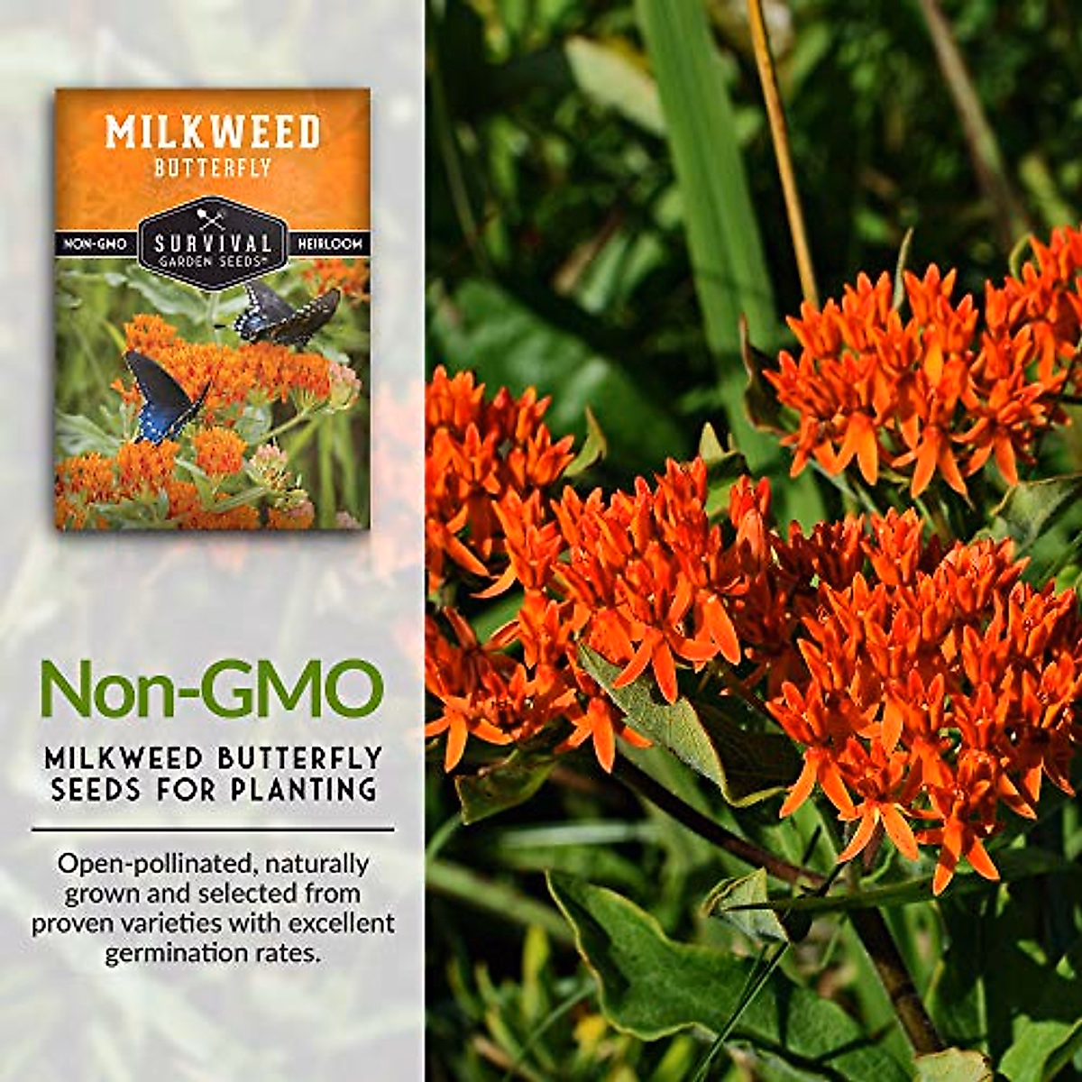 Butterfly Milkweed Seeds for Planting - Pack with Instructions to Grow Asclepias Tuberosa - Attract Butterflies & Help Conservation - Non-GMO Heirloom Open-Pollinated - Survival Garden Seeds