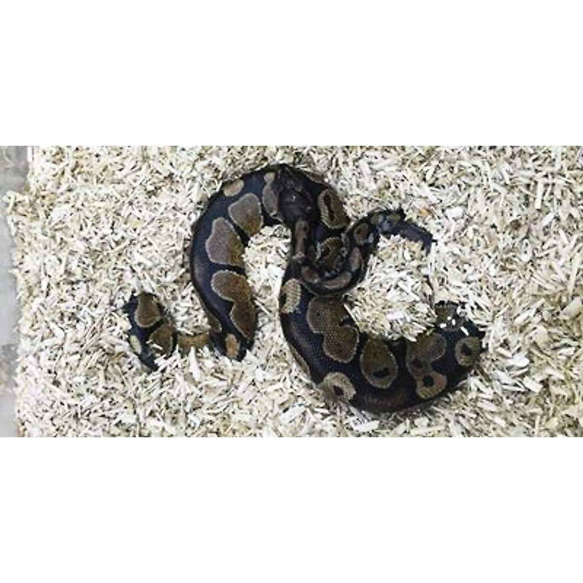 Old Dominion Hemp Small Animal Hemp Bedding, Low Du, Expands to 30 quarts, Reduces Odors, Chicken Bedding, Rabbit Bedding, Reptile Bedding, Hamer Bedding, Gerbil Bedding, Rat & Mice Bedding