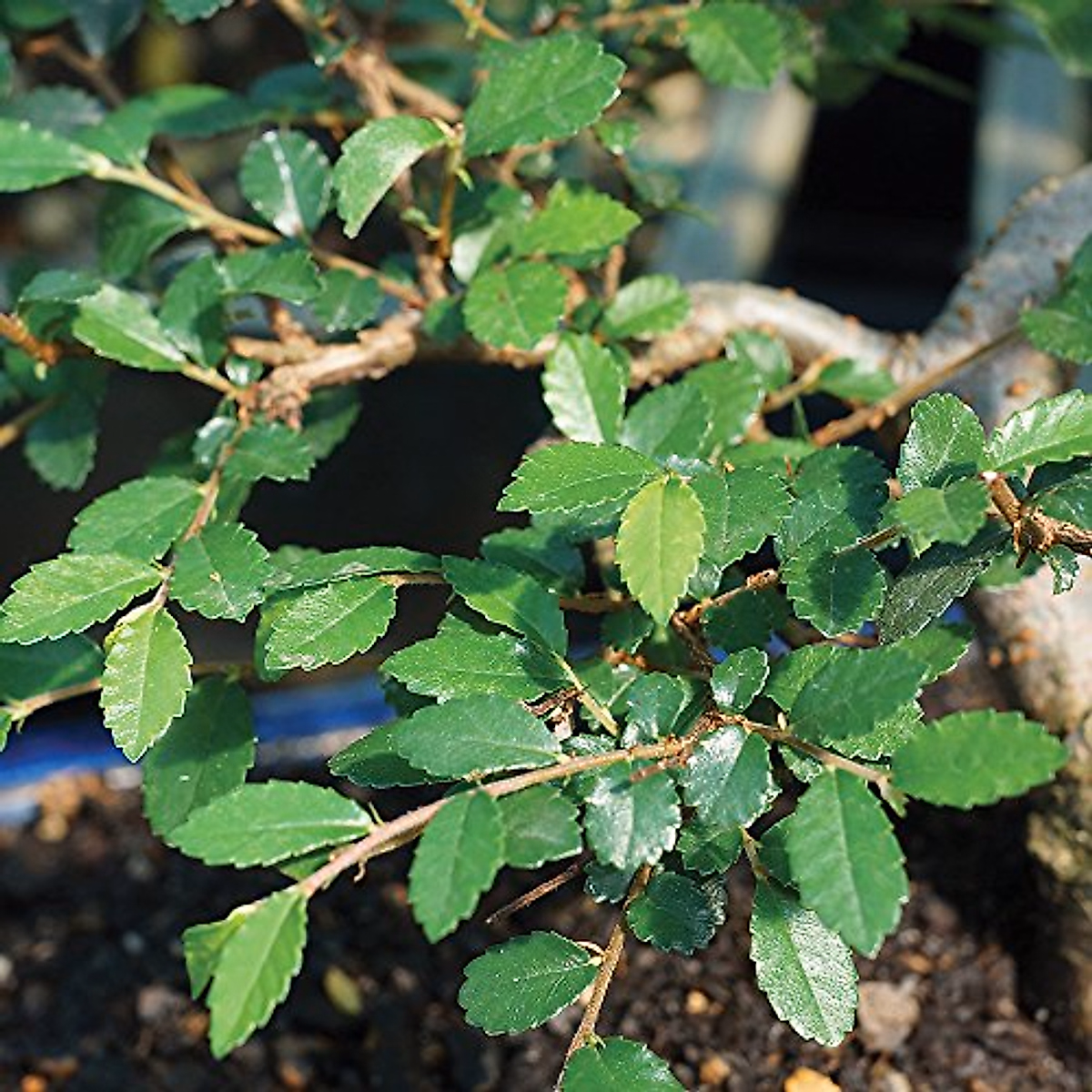 Brussel's Live Chinese Elm Outdoor Bonsai Tree - 7 Years Old; 8" to 10" Tall with Decorative Container
