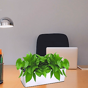 Fasmov 2 Pack Rectangle Self Watering Planter with Water Level Indicator, 16x 5.5 Inch Window Gardening Box, Decorative Planter Pot for All House Plants Flowers Herbs, Decorative Planter Pot