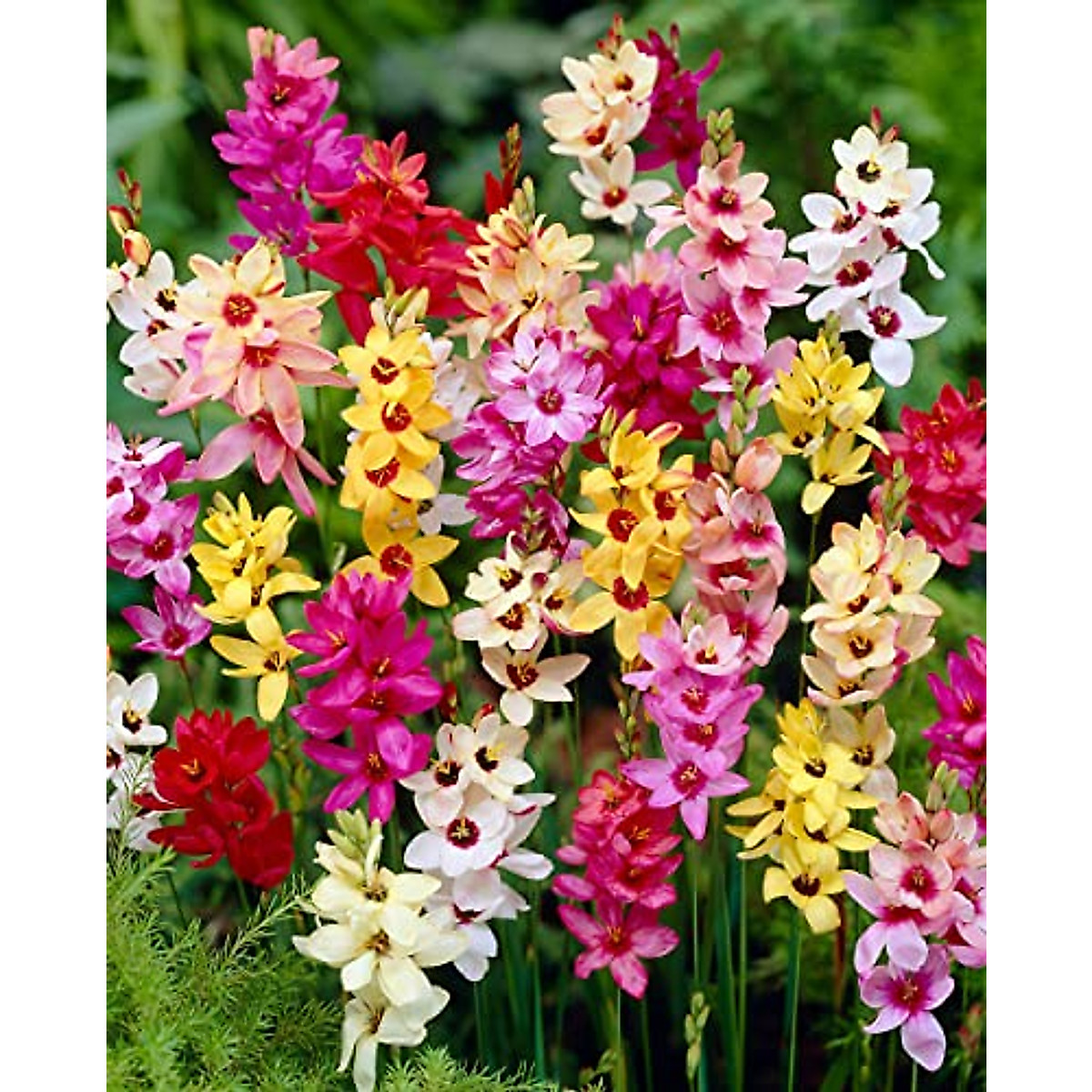 Votaniki African Corn Lily Mix Bulbs - Long Blooming and Easy to Grow, Ixia Mixed Bulbs for Planting - Perennial Lily Flower | Unique and Showy Flowers for Borders, Beds and Cut Flower (12 Pack)