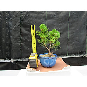 Mugo Pine Bonsai Tree - Small