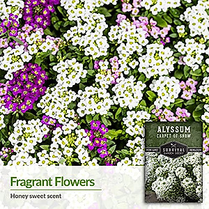 Survival Garden Seeds - Carpet of Snow Alyssum Seed for Planting - Packet with Instructions to Plant and Grow Lobularia maritima in Your Home Flower or Vegetable Garden - Non-GMO Heirloom Variety