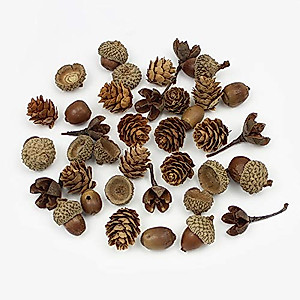 Queenbox 20Pcs Natural Dried Acorn Cap Craft DIY, Home Christmas Thanksgiving Decorative Fall Winter Holiday Home Decor