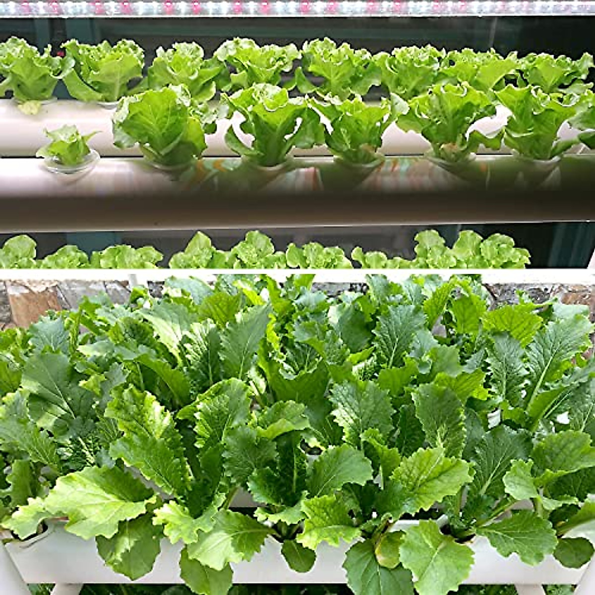 WEPLANT Hydroponic NFT 36 Holes Growing System with Special Fertilizer Timing Cycle, PVC Pipe Garden Plant Kit