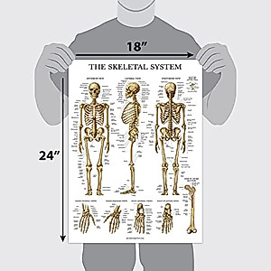 LAMINATED Skeletal System Poster - Human Skeleton Chart - 18 x 24 (Vertical Layout)