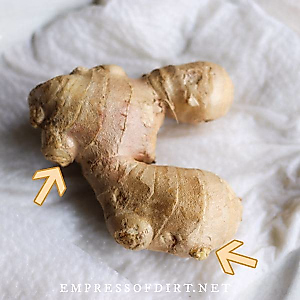 10 Live Sprouted Rhizomes of Heirloom Peruvian Ginger (Zingiber officinale) for Growing and Eating by Greenhouse PCA