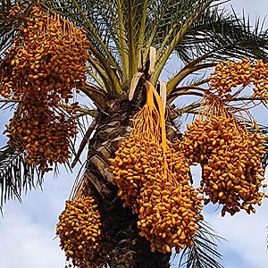 CHUXAY GARDEN Phoenix Dactylifera,Date Palm 15 Seeds Tall Evergreen Palm Tree Edible Fruit Survival Gear Food Seeds Grows in Just Weeks
