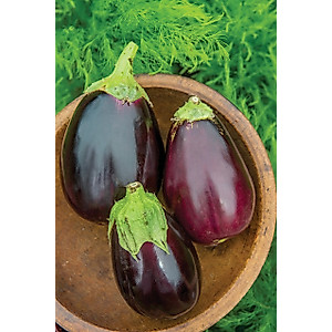 Burpee Black Beauty (Organic) (Heirloom) Eggplant Seeds 50 seeds