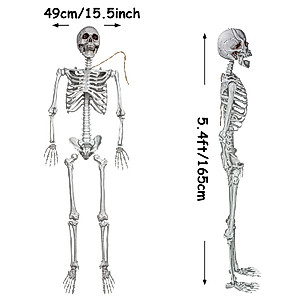 2Packs 5.4ft Halloween Human Skeletons Life Size Full Body Bones with Movable Joints for Halloween Props Spooky Party Decoration