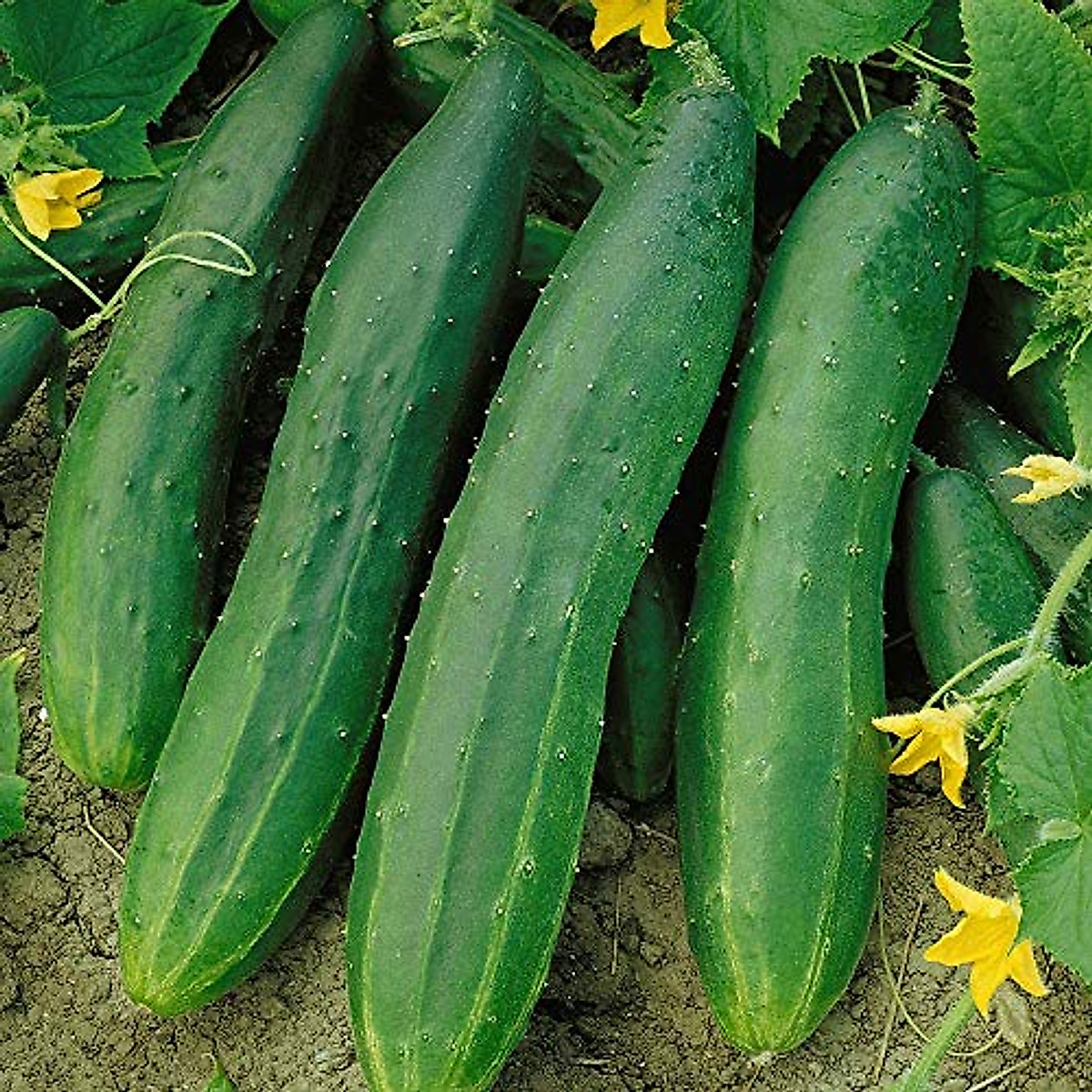 "Straight Eight" Cucumber Seeds for Planting, 150+ Heirloom Seeds Per Packet, (Isla's Garden Seeds), Non GMO Seeds, Botanical Name: Cucumis Sativis, 90% Germination Rate
