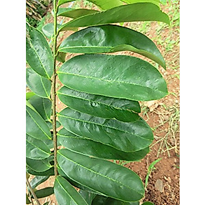 Ag Sop Soursop Graviola 100 Leaves