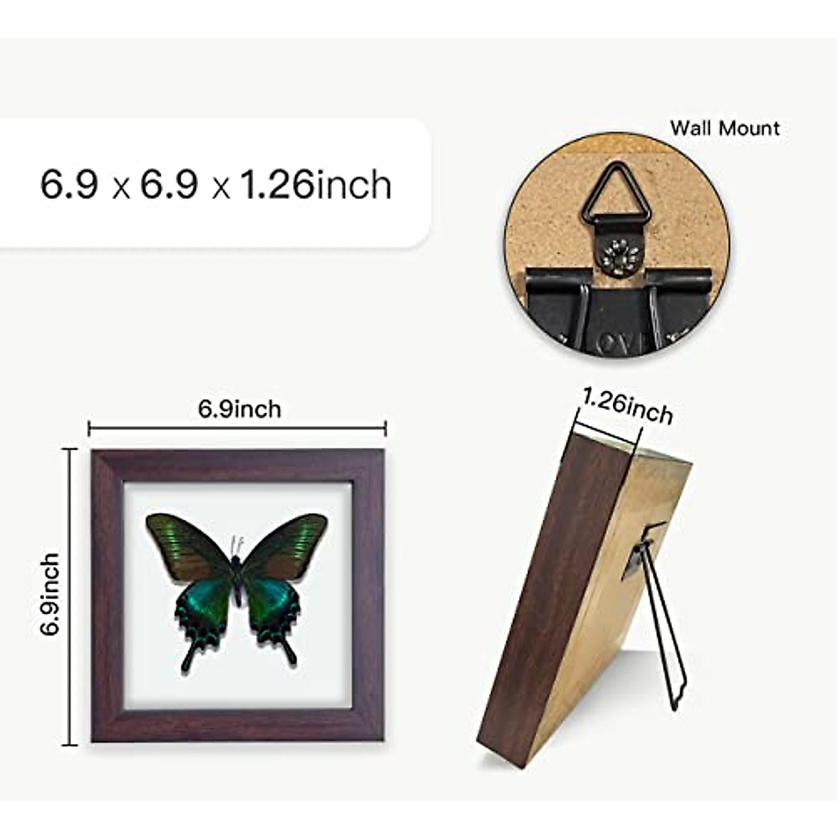 ITrixgan Real Butterfly Specimen In Frame Display Lively Satin Green Insect Framed Butterfly Taxidermy For Science Education
