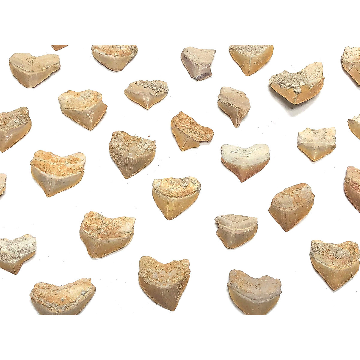 Zentron Crystal Collection Corax Shark Teeth Squalicorax Fossil Tooth 1" (10)