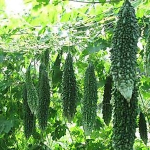 Generic Gourd Bitter Melon Dark Jade 5 Seeds for Planting, Hybrid Non-GMO, Asian Vegetable, Green Skin Bitter Melon, Momordica Charantia, Garden Seed, High Fiber & Nutrition