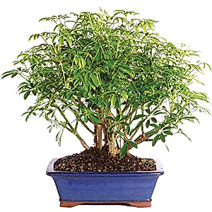 Brussel's Live Hawaiian Umbrella Indoor Bonsai Tree - 8 Years Old; 10" to 14" Tall in Decorative Container