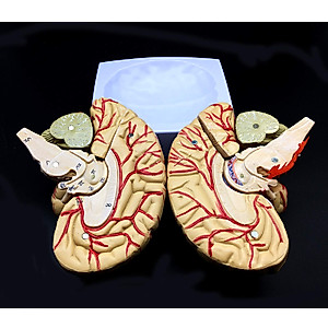 Human Brain Model, Anatomically Accurate Brain Model 8-Part Human Brain Anatomy for Science Classroom Study Display Teaching Medical Model
