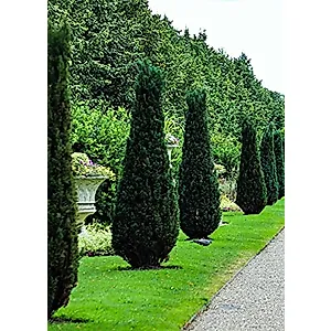 Hetzi Juniper | 3 Live Gallon Size Trees | Juniperus Chinensis | Drought Tolerant Cold Hardy Evergreen Privacy Screening Plants