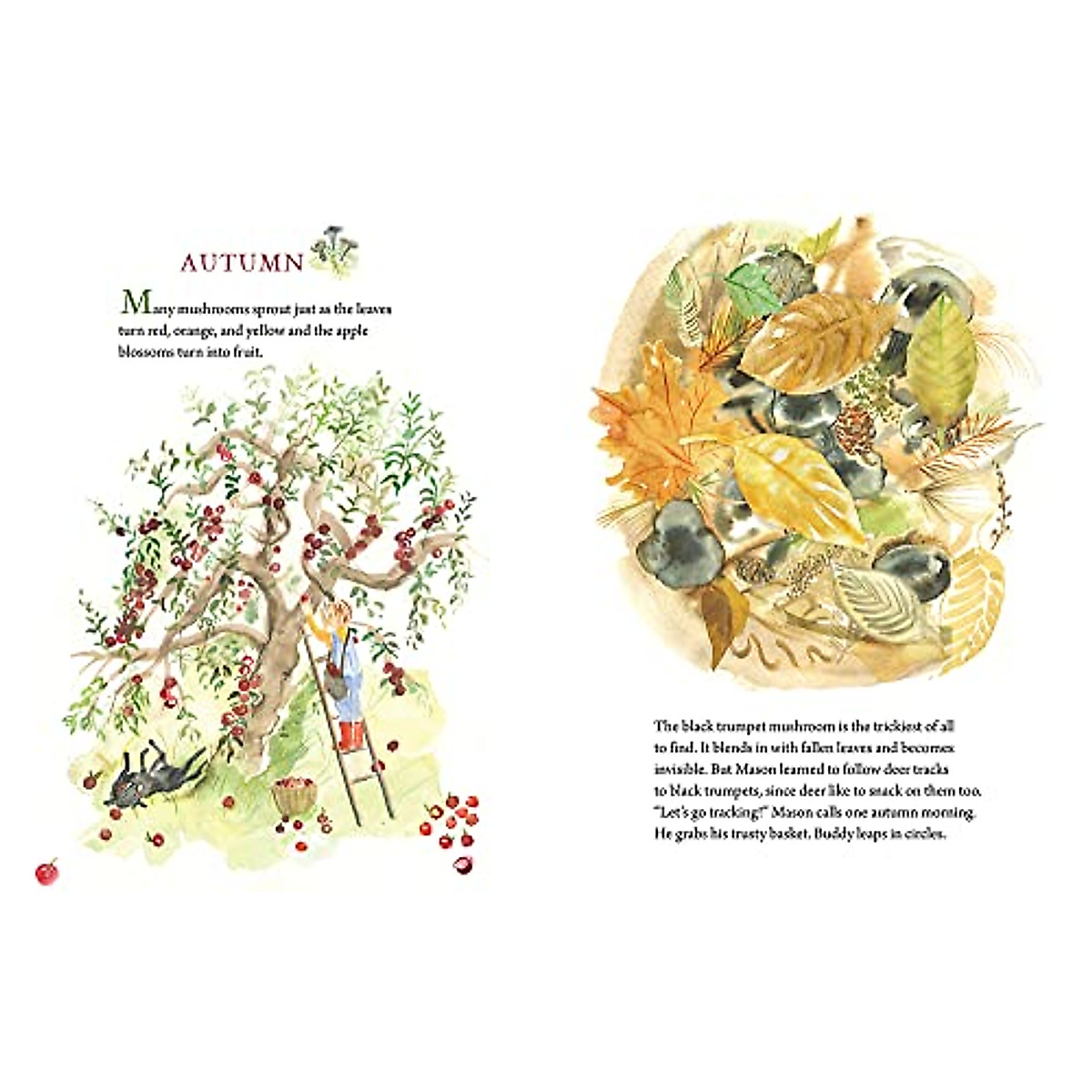 Mason Goes Mushrooming