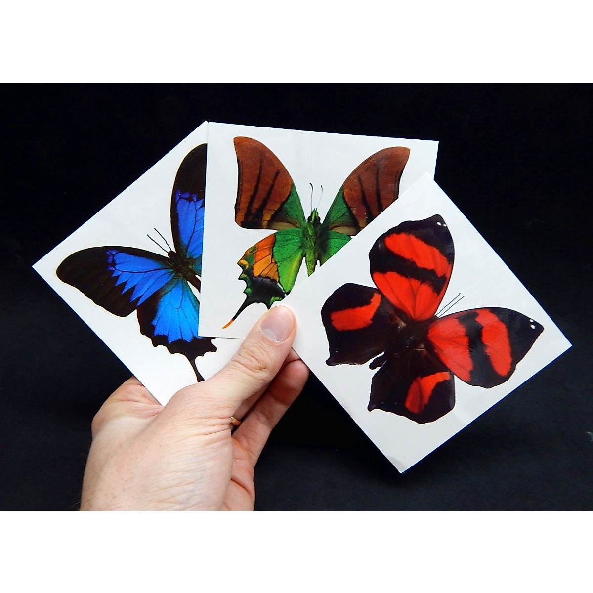 Large Butterfly Temporary Tattoos by Butterfly Utopia (6 Sheets)