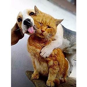 I LOVE MY PETS LLC Dog Gum Disease - PET Teeth Health Complex - Dogs and Cats - Premium Care - Dog Vitamin c - 2 Bottle (120 Treats)