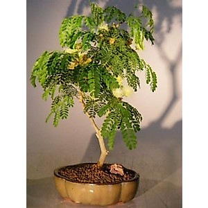 Bonsai Boy Flowering Brazilian Raintree Bonsai Tree - Medium pithecellobium tortum