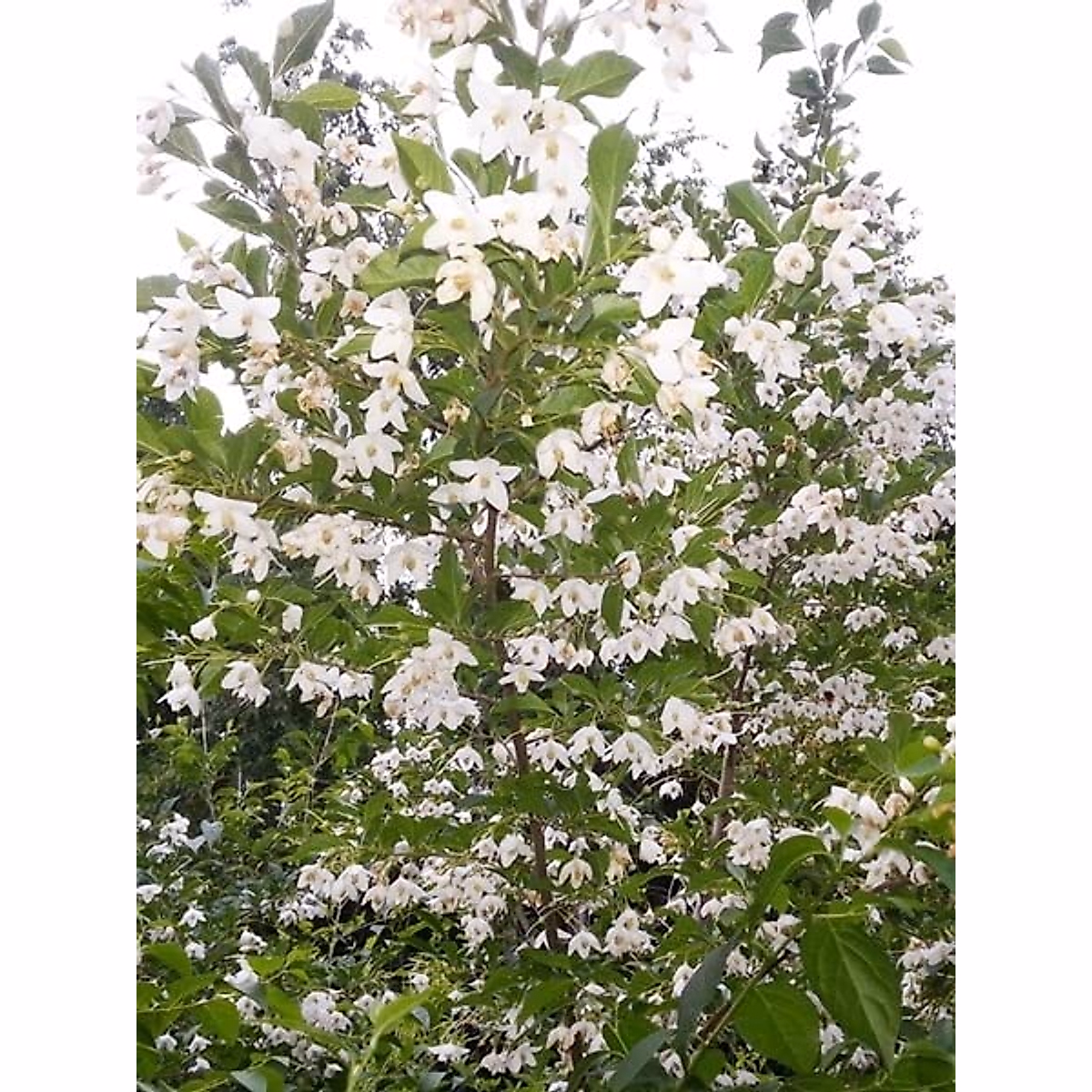 TriStar Plants - Japanese Snowbell Tree, 1 Gallon Trade Pot, 4'ft Tall, Styrax Japonicus, Spring, Fragrant White Flowers, Fall Color, Fast Growing Trees