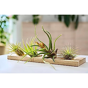 Air Plant Low Light House Plants Box (8PK) Tillandsia Air Plants Live Houseplants Live Indoor Plants Live Succulents Plants Live Terrarium Plants Live, Air Plant Holder Airplant Kit by Plants for Pets