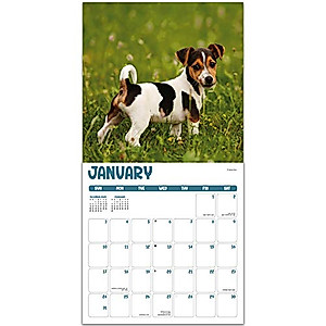 Puppies 2021 Wall Calendar