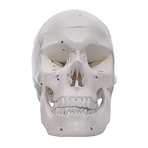 EISCO Numbered Human Skull Model - Medical Quality - 3 Parts w/Removable Calvaria, Articulated Mandible, Painted Sutures, 55 Numbered Features - Anatomy Skull, Plastic Skull Replica, Life Size Skull