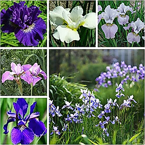 CHUXAY GARDEN Mixed Iris Sibirica-Siberian Iris,Siberian Flag 20 Seeds Blue Red White Purple Herb All Season Ornamental Plant Seed Temperate Regions Growing Planting Easy to Grow & Maintain