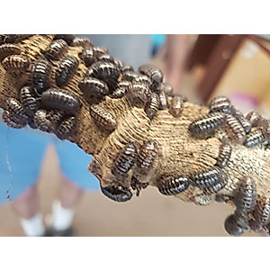 20 Roly-Poly, 20 Powder Blue Isopod Combo Pack