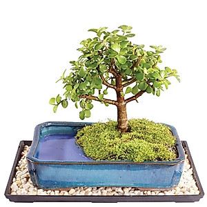 Brussel's Live Dwarf Jade Indoor Bonsai Tree in Water Pot - 5 Years Old; 6" to 10" Tall with Humidity Tray & Deco Rock