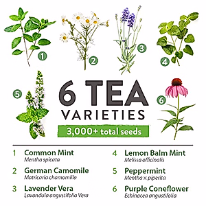 Medicinal Herb Seeds Collection | 6 Heirloom Tea Seeds | Non GMO Lavender, Chamomile, Mint Seeds for Planting Outdoors & Indoors - Lemon Balm, Peppermint, Echinacea | Gardening Gifts for Women & Men