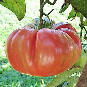 David's Garden Seeds Tomato Beefsteak Indeterminate Brandywine Pink 4533 (Pink) 25 Non-GMO, Heirloom Seeds